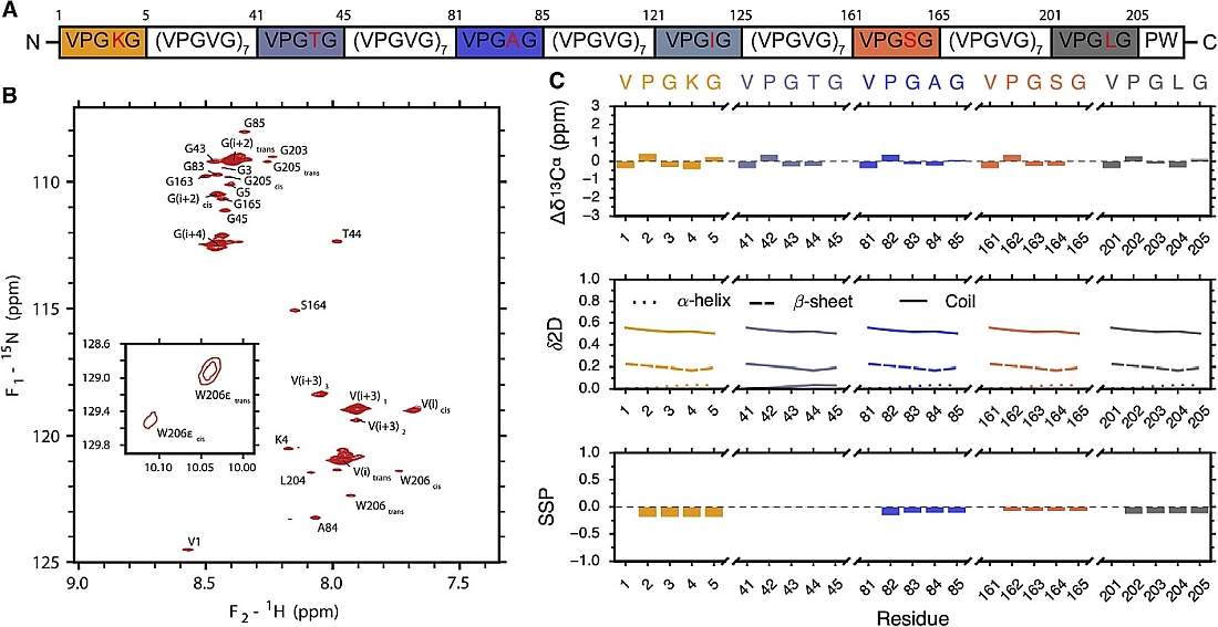 Modeling the Early Stages of Phase Separation in Disordered Elastin ...